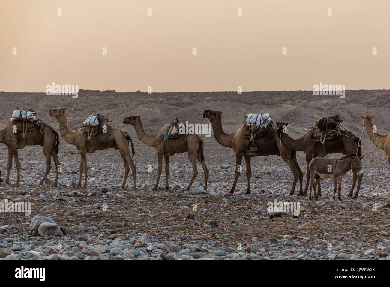 Camel caravan in Hamed Ela, Afar tribe settlement in the Danakil ...