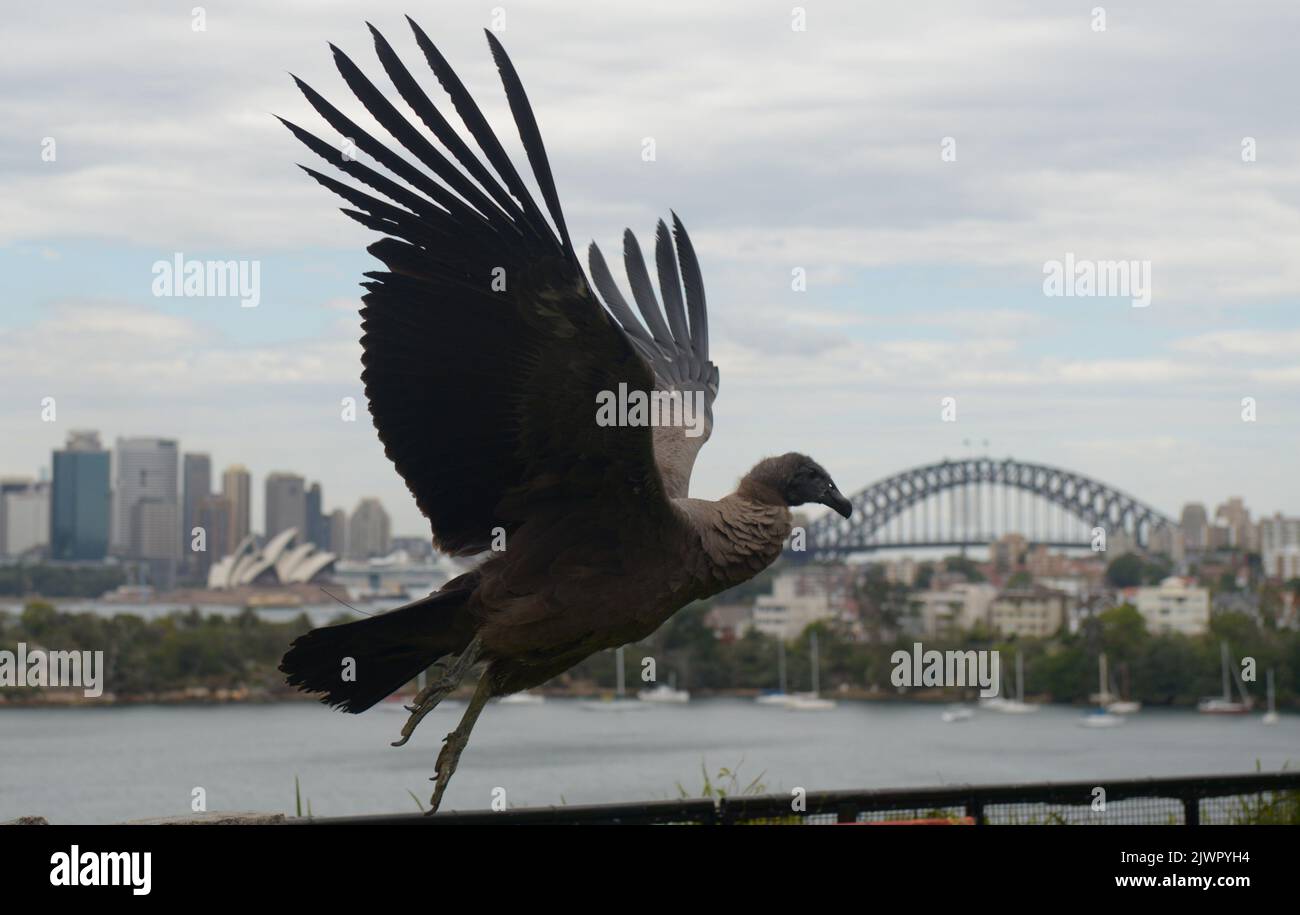 Taronga Zoo's juvenile Andean Condor, Konira takes flight against the ...
