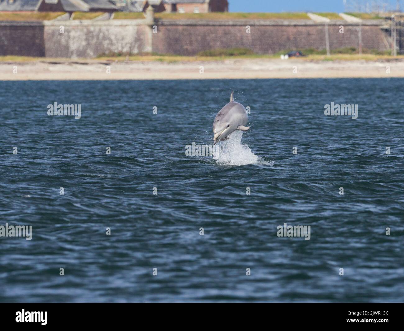 Bottlenose dolphin calf (Tursiops truncatus) breaching, leaping ...