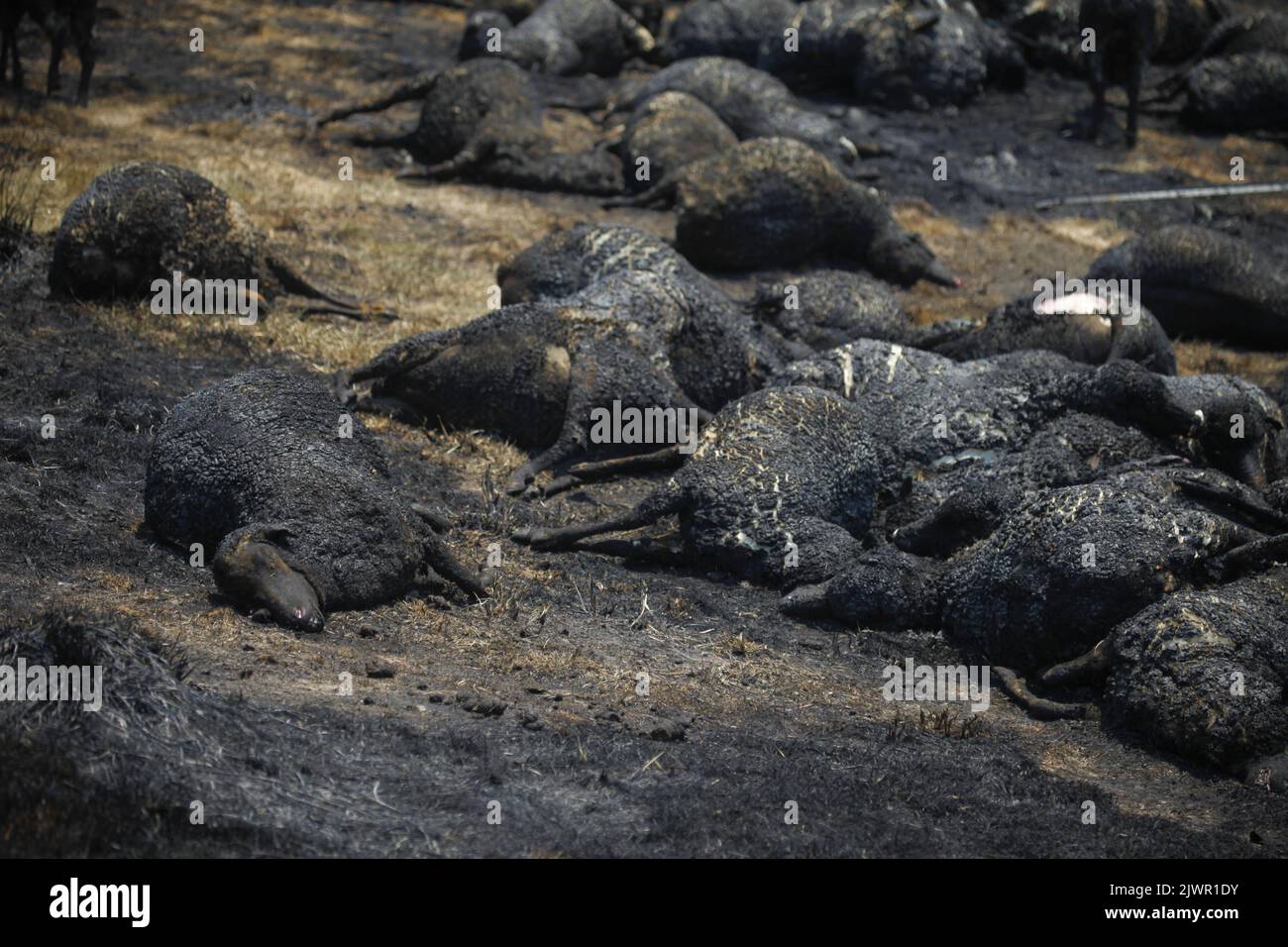 Dead sheep that were burned during a bushfire lay in a paddock near ...