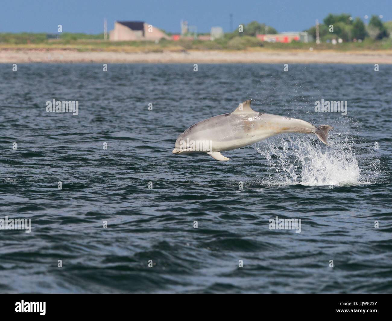 Bottlenose dolphin calf (Tursiops truncatus) breaching, leaping ...