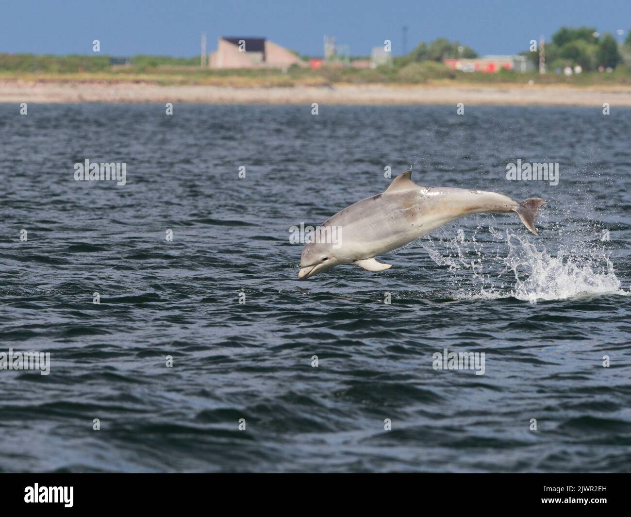 Bottlenose dolphin calf (Tursiops truncatus) breaching, leaping ...