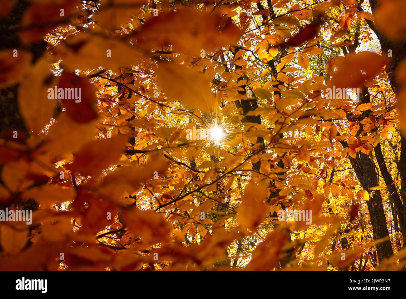 Sun rays orange foliage. Bright natural autumn background. The concept of gold, heat and falling ...