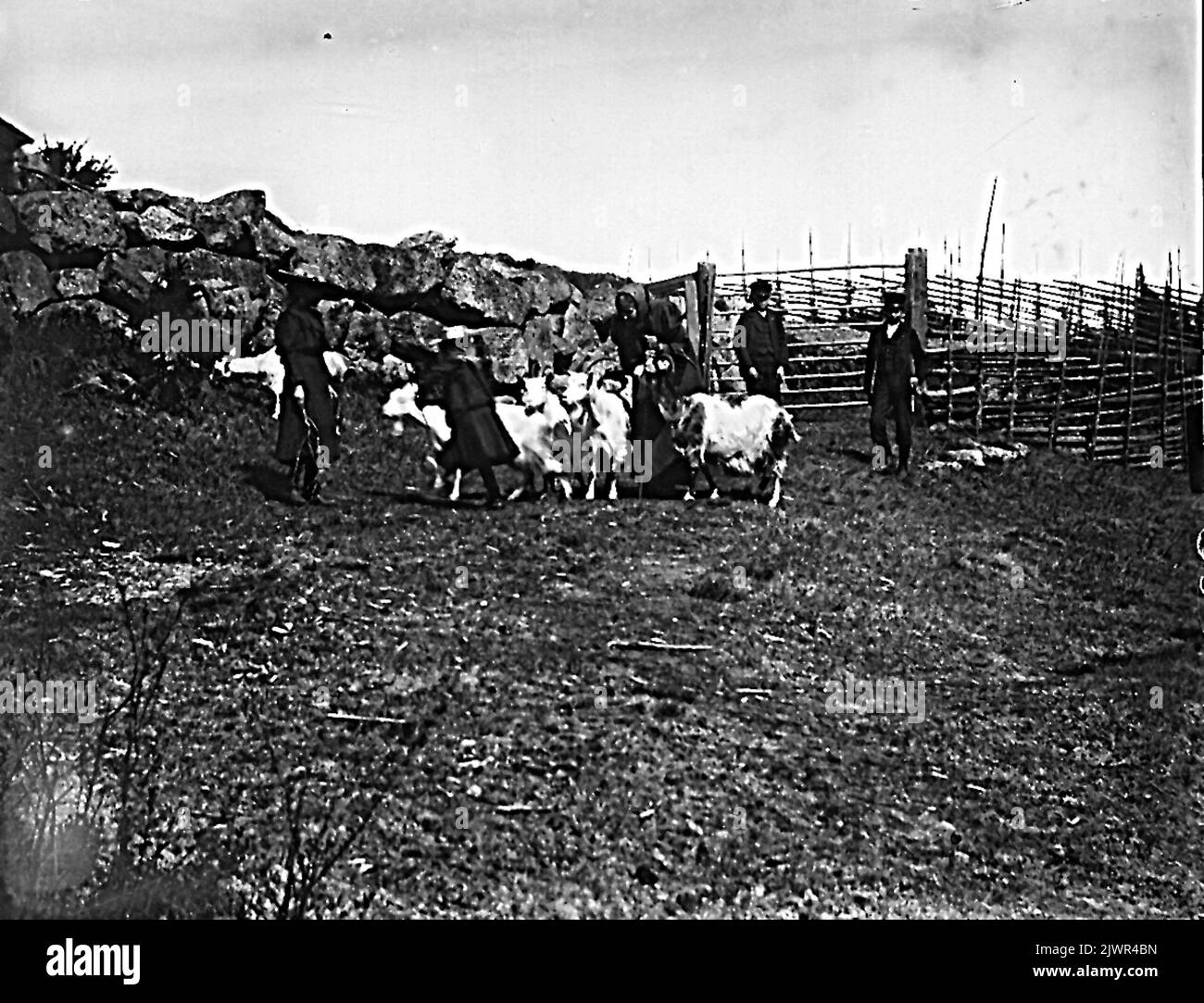 Anna Lindberg with her goats at the stone wall. Anna Lindberg med sina ...