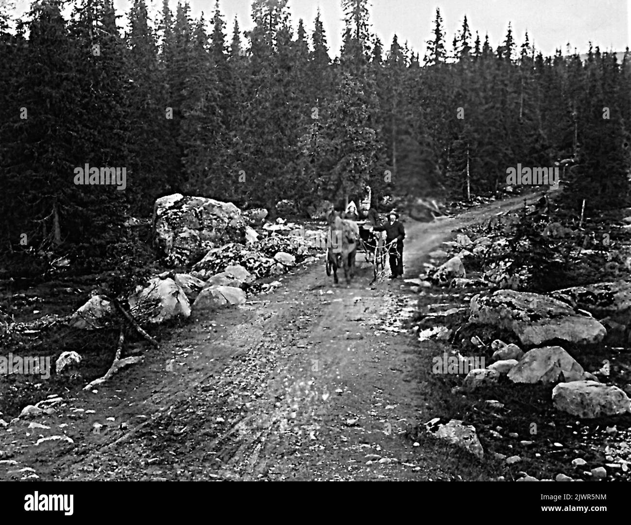 Unknown forest road. Okänd skogsväg Stock Photo - Alamy
