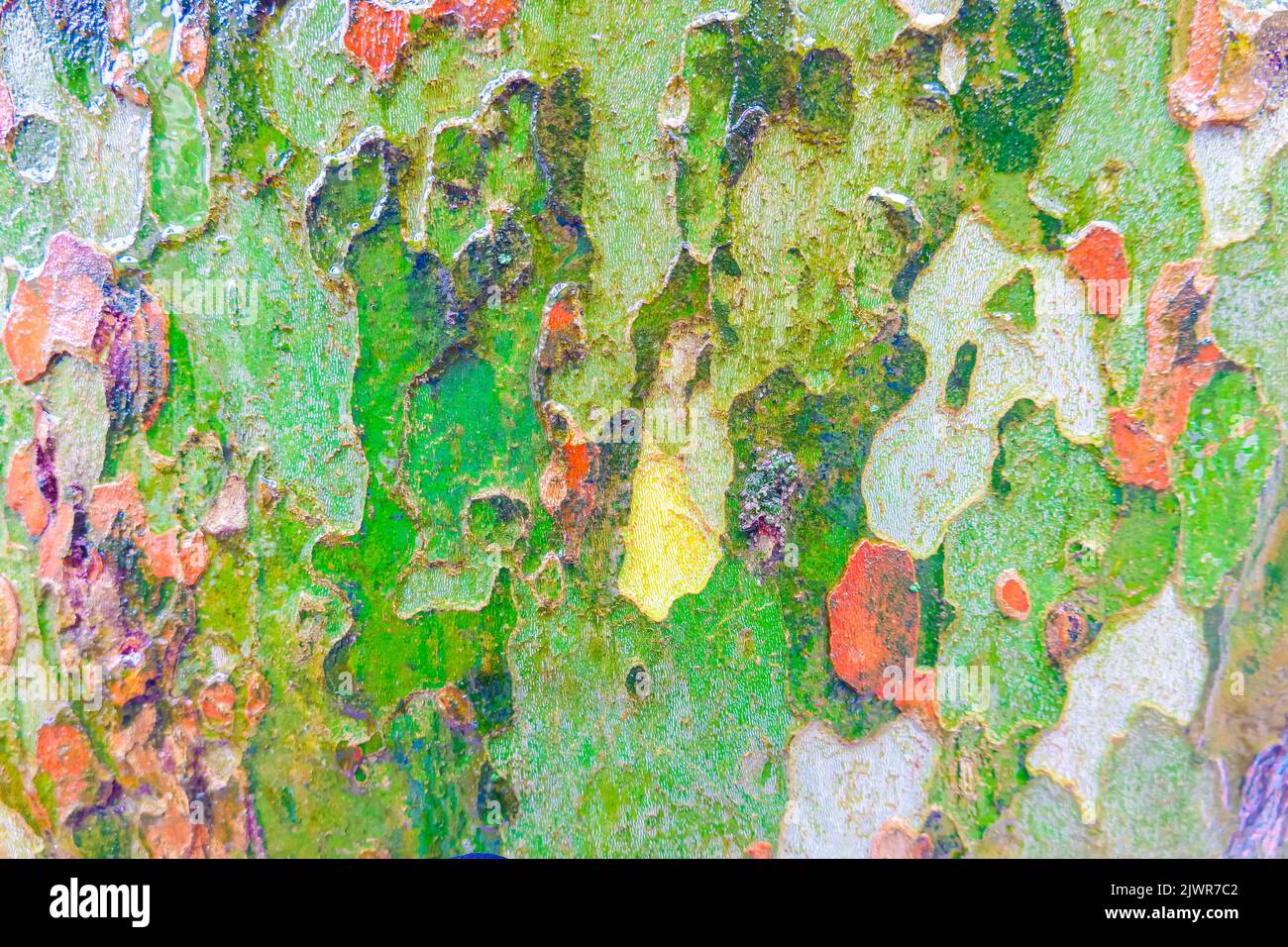 Wet sycamore tree trunk camo patterns Stock Photo - Alamy