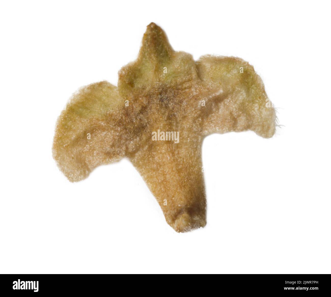 Arboriculture. European white birch (Betula alba pendula) seed. Ultra ...