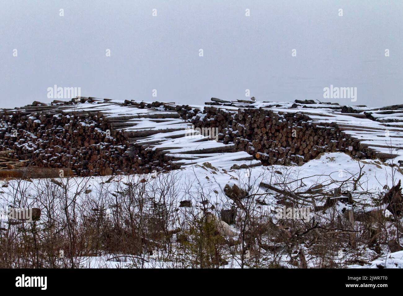 Forestry industry. Stacks of roundwood (pine), winter logging. Boreal ...