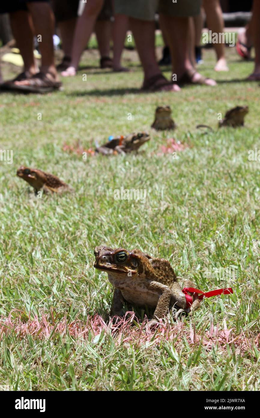 Cane toads race at Nightcliff in Darwin on Australia Day, Saturday, Jan ...