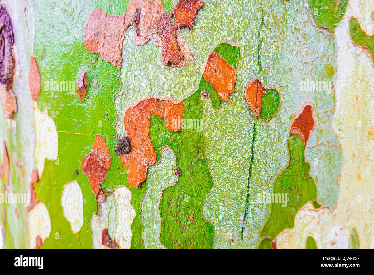 Wet sycamore tree trunk camo patterns Stock Photo - Alamy