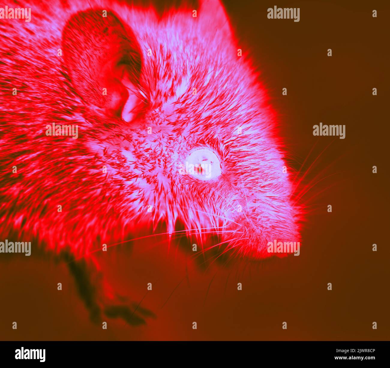 A gray mouse with big eyes in close-up. A wild animal has entered the ...