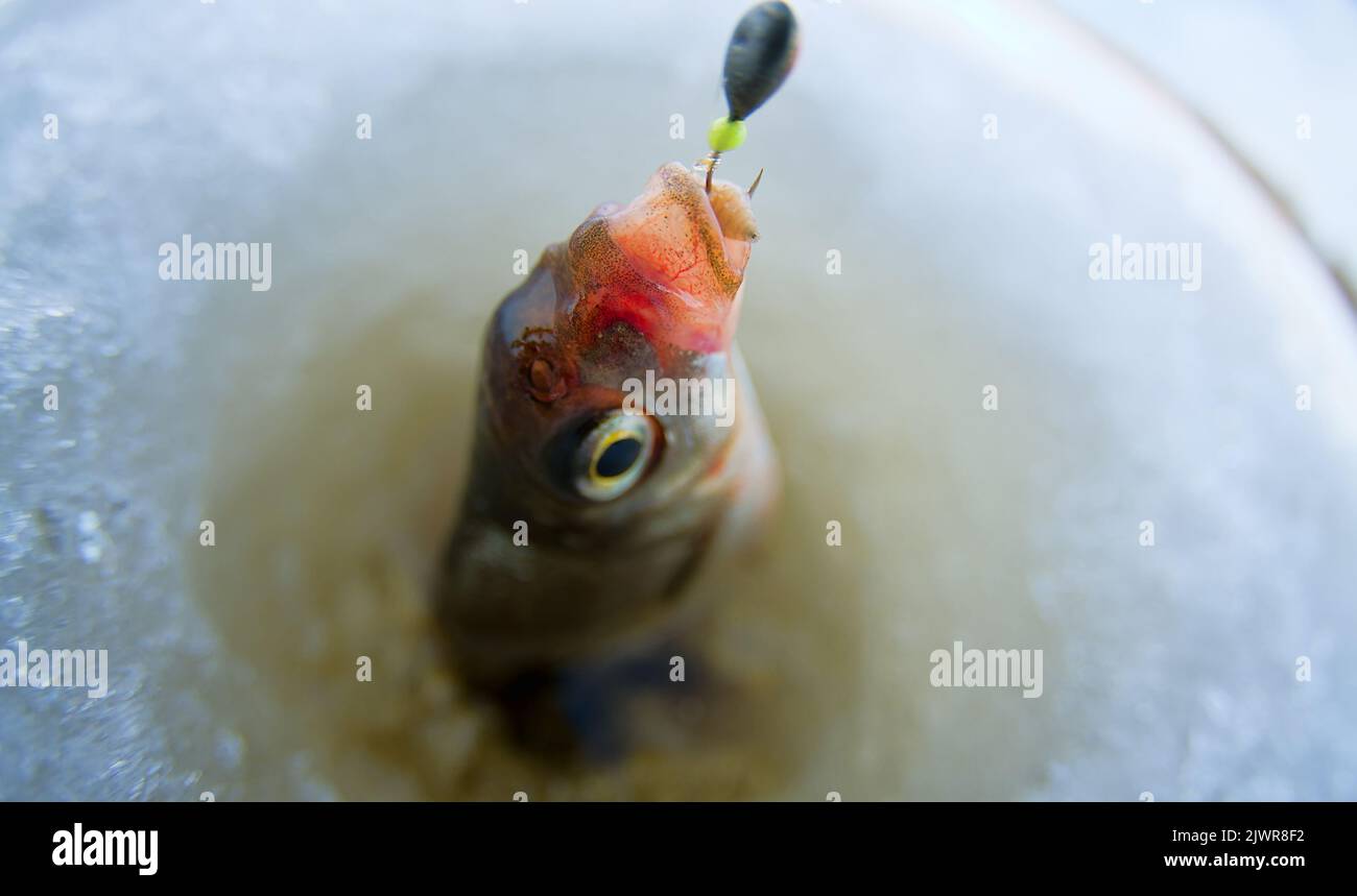 Ice recreational fishing. A picture of ruff fishing with a hole and ...