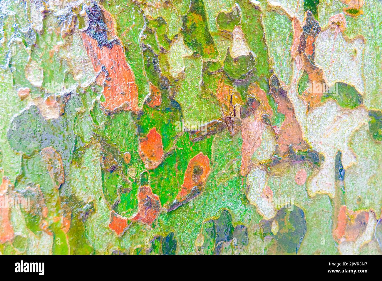 Wet sycamore tree trunk camo patterns Stock Photo - Alamy