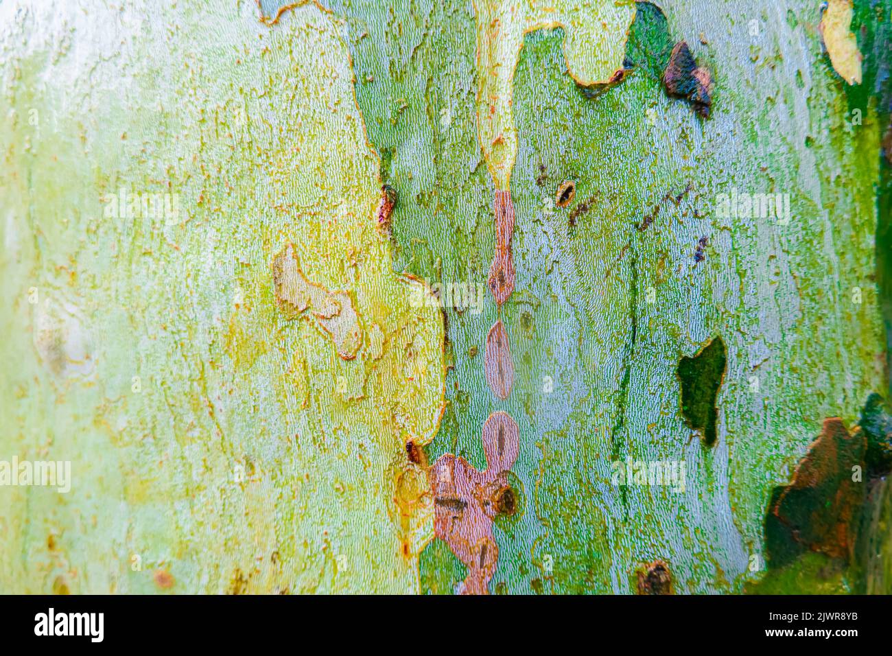 Wet sycamore tree trunk camo patterns Stock Photo - Alamy