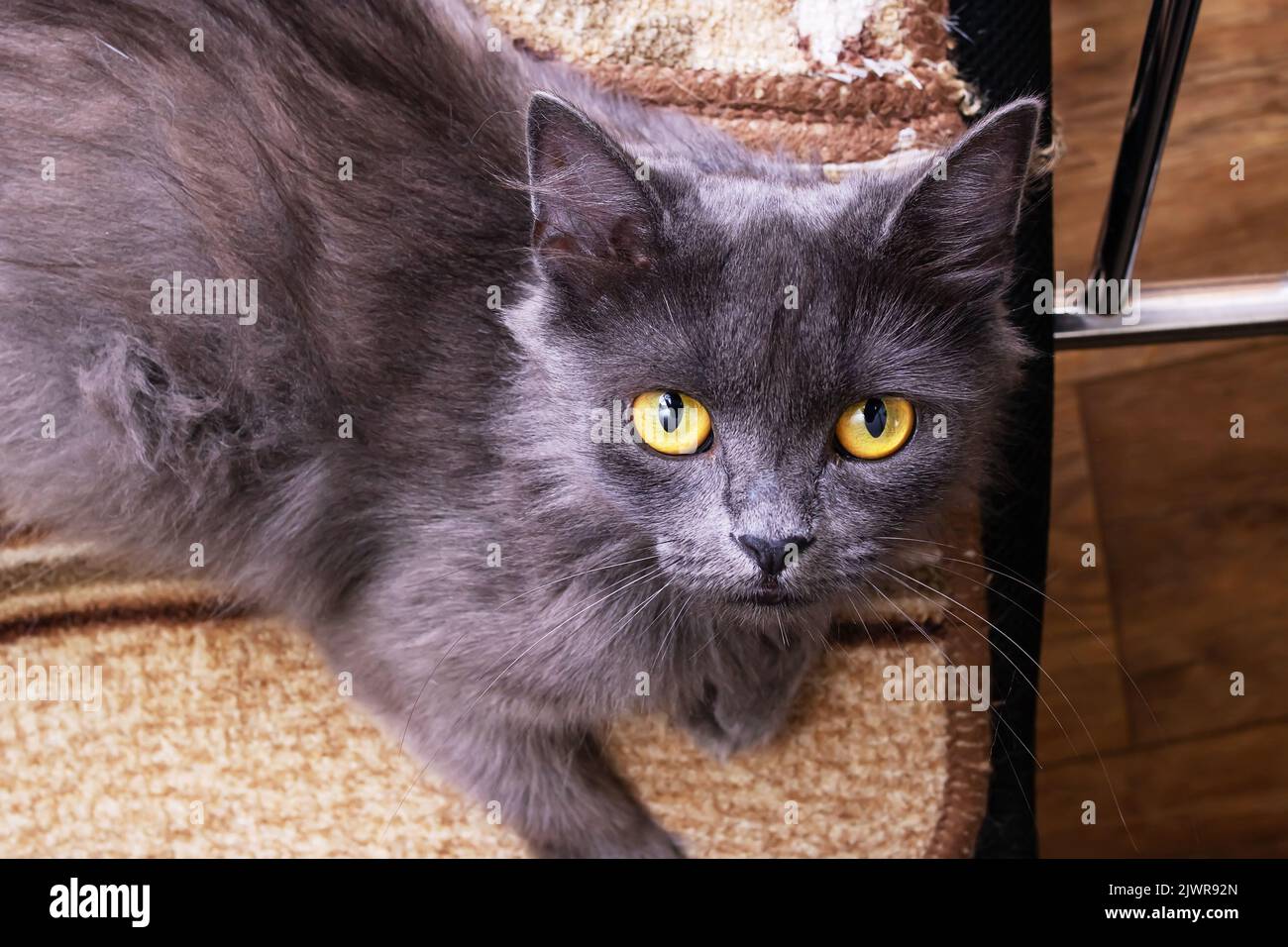 A cat lies on a computer chair close up Stock Photo - Alamy