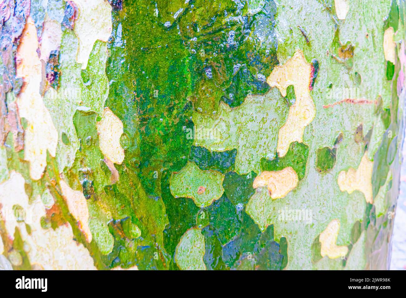 Wet sycamore tree trunk camo patterns Stock Photo - Alamy