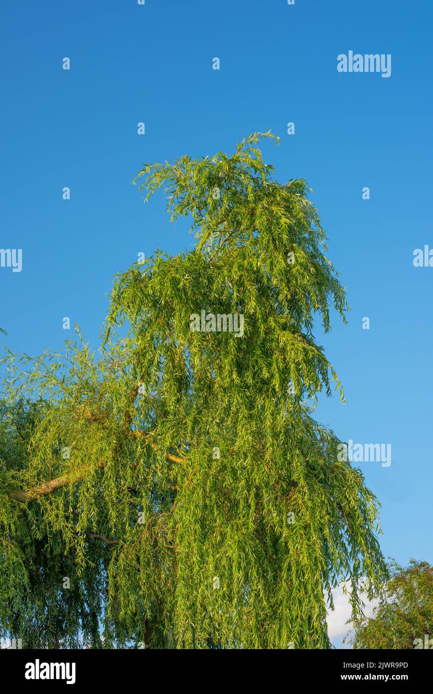 The Tree - token of a type. Tree - universal plant in all types and ...