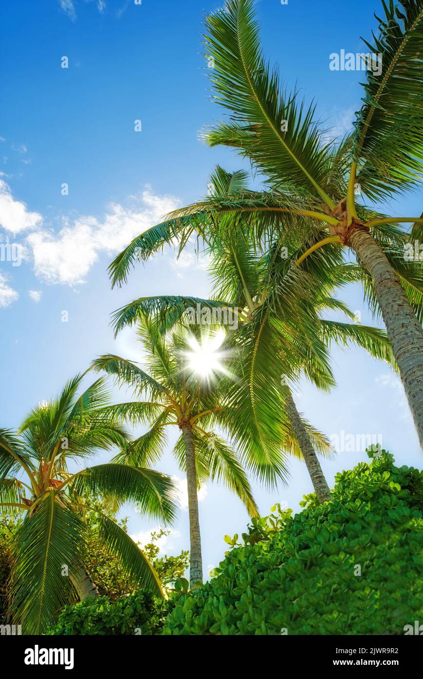 The Tree - token of a type. Tree - universal plant in all types and ...