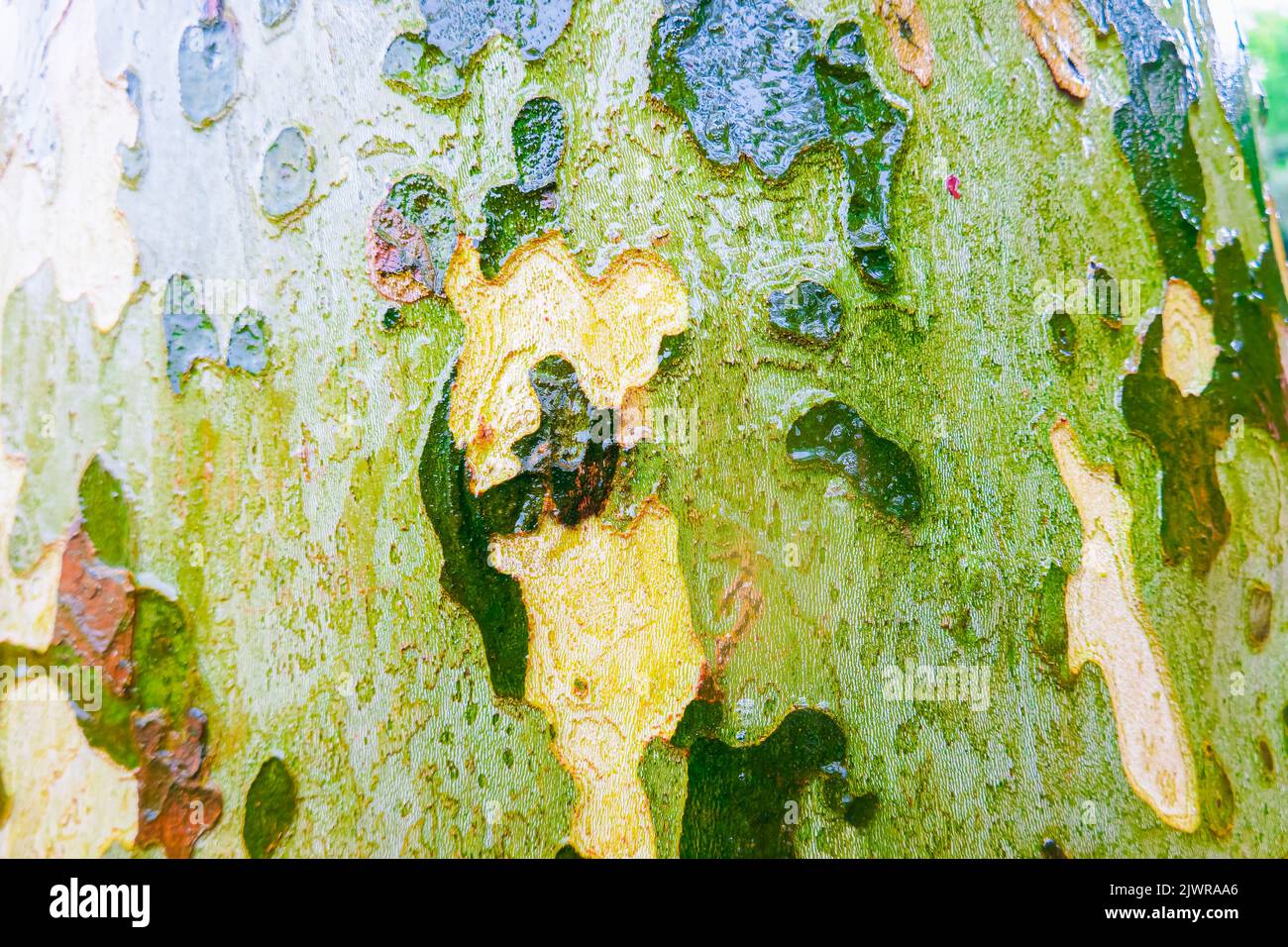 Wet sycamore tree trunk camo patterns Stock Photo - Alamy