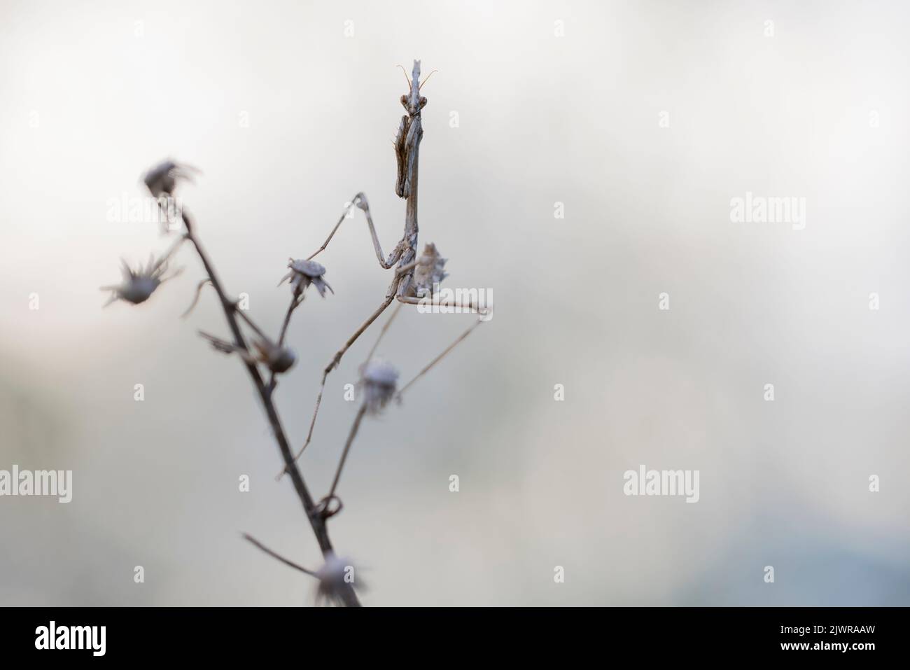 Empusa pennata, or the conehead mantis, is a species of praying mantis ...