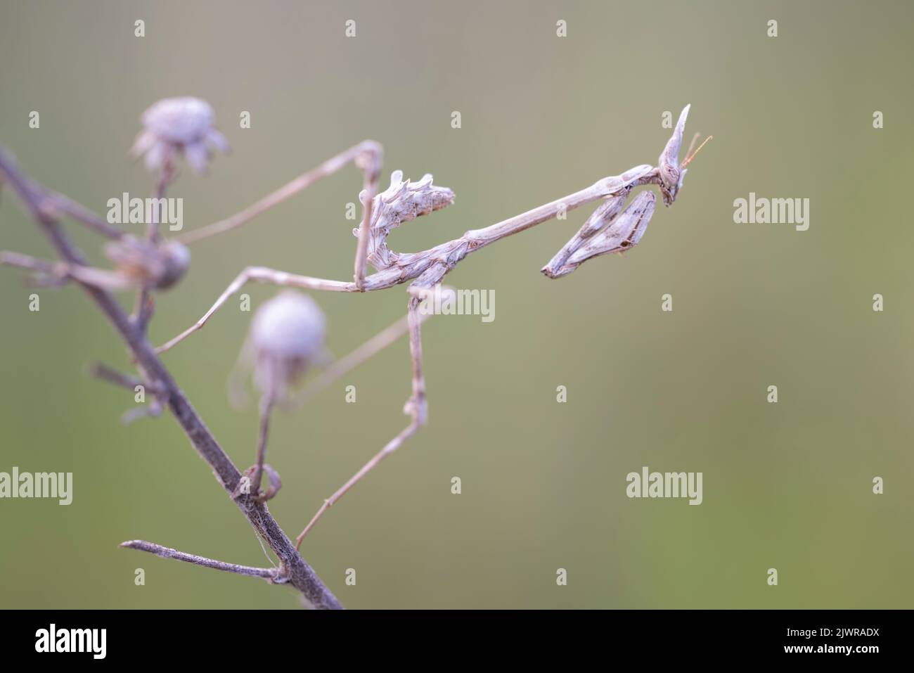 Empusa pennata, or the conehead mantis, is a species of praying mantis ...