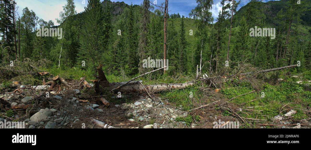 Forest industry. Loss of wood in logging. Forest soil destroyed by ...