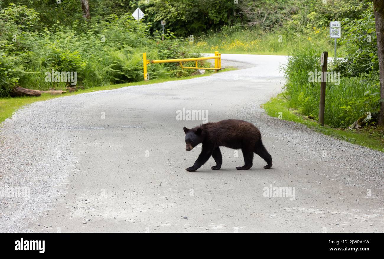 Black Bear in a city park. Spring Season. Minnekhada Regional Park ...