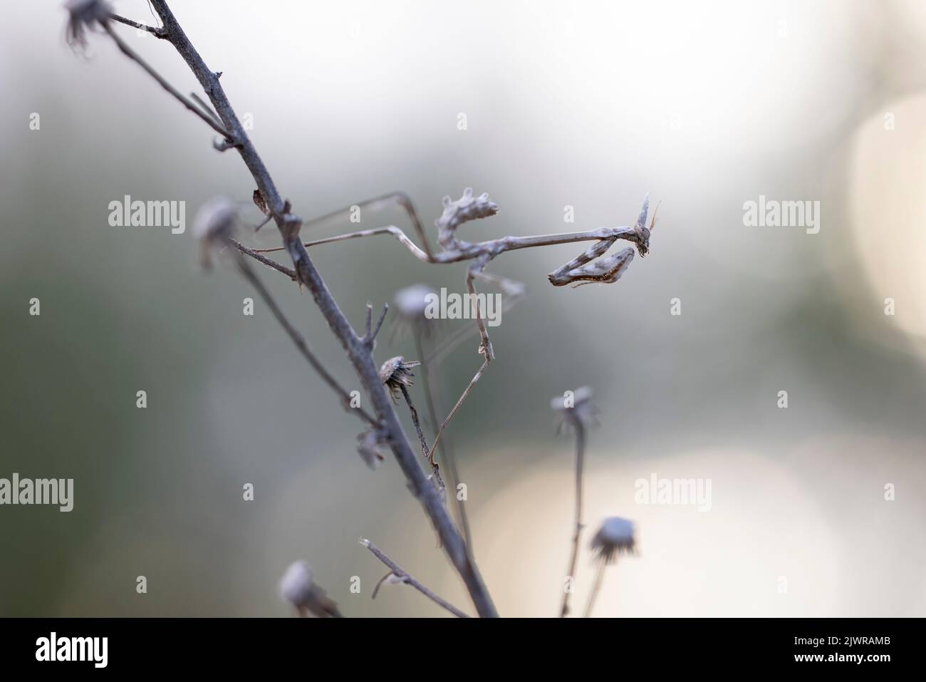 Empusa pennata, or the conehead mantis, is a species of praying mantis ...