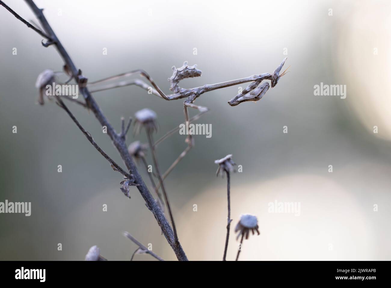 Green praying mantis stick insect hi-res stock photography and images ...