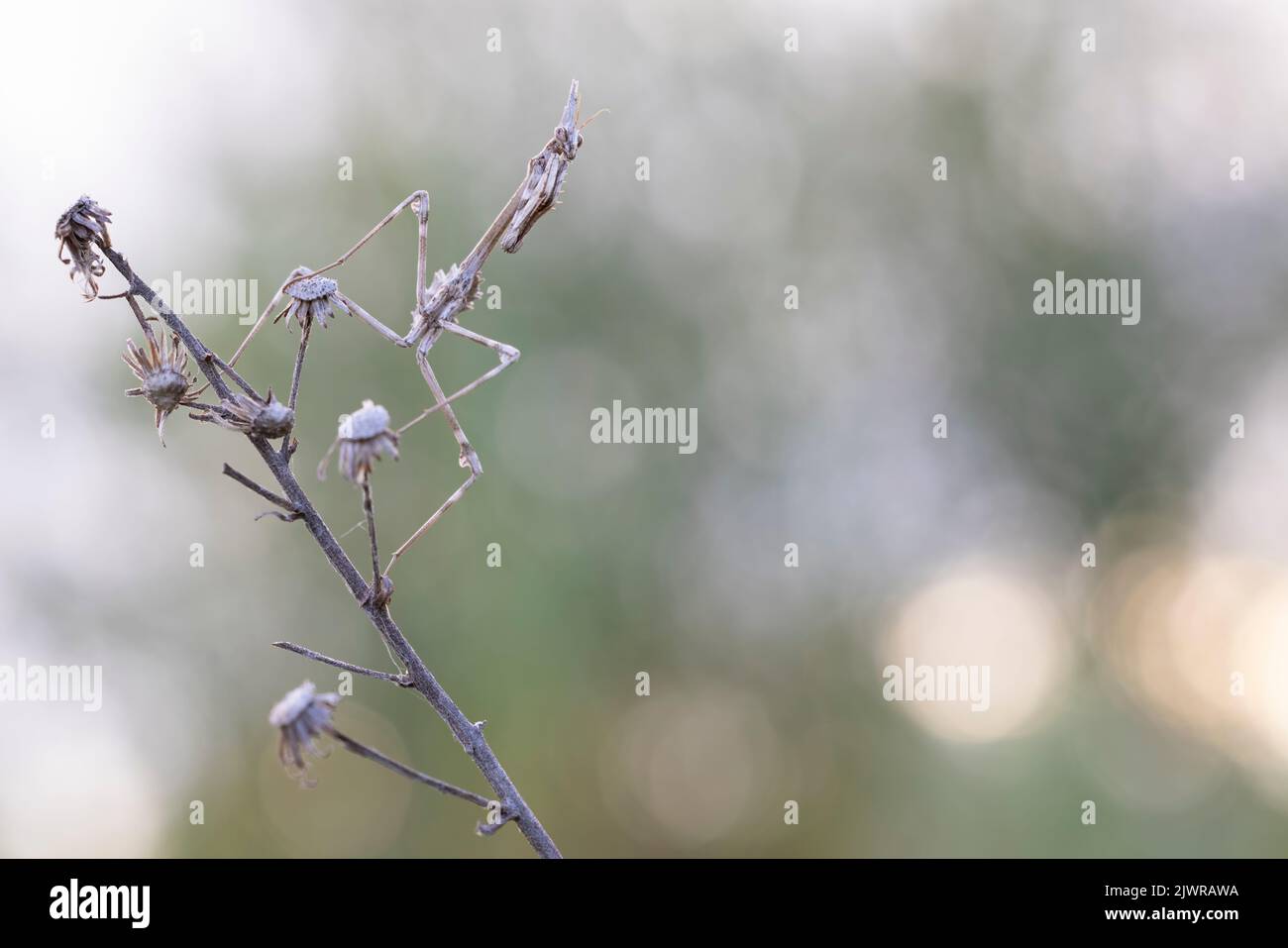 Empusa pennata, or the conehead mantis, is a species of praying mantis ...