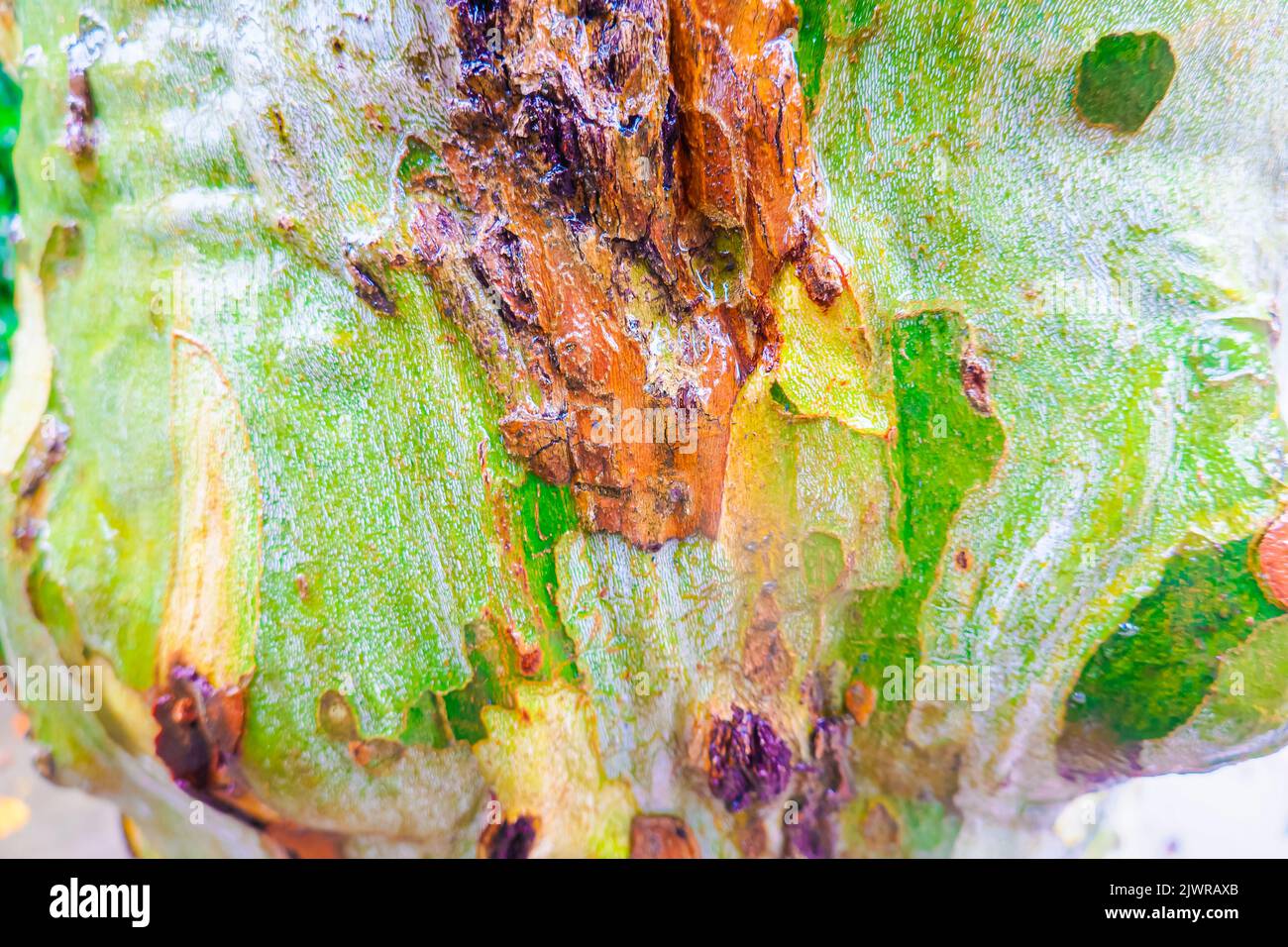 Wet sycamore tree trunk camo patterns Stock Photo - Alamy