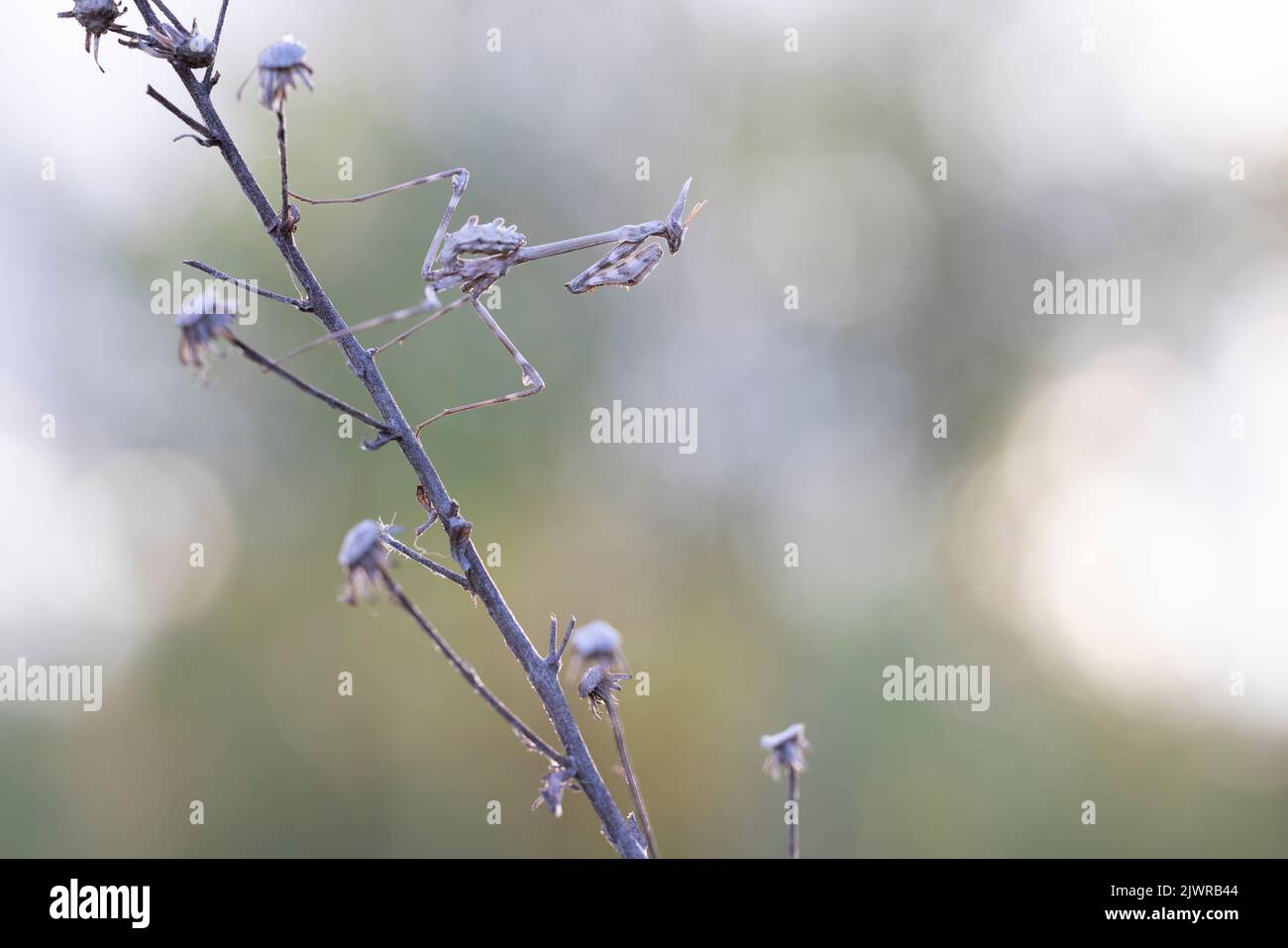 Empusa pennata, or the conehead mantis, is a species of praying mantis ...