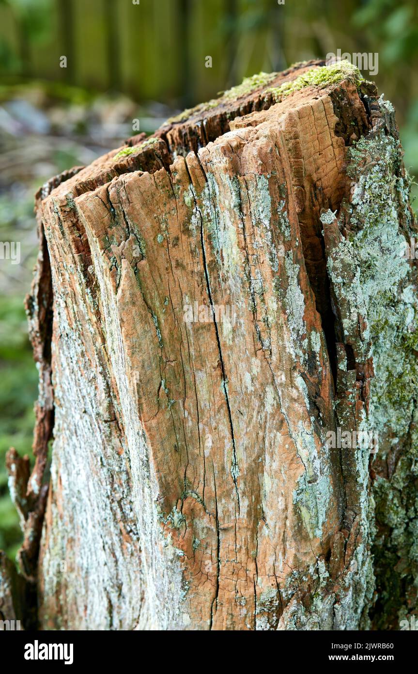 The Tree - token of a type. Tree - universal plant in all types and ...