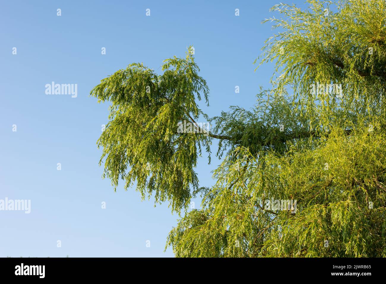 The Tree - token of a type. Tree - universal plant in all types and ...