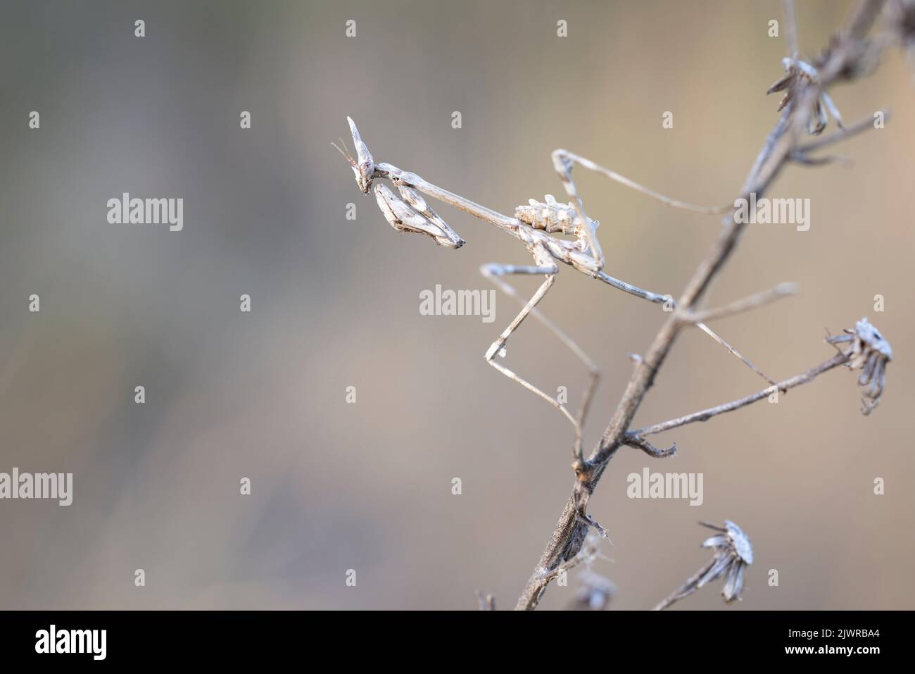 Empusa pennata, or the conehead mantis, is a species of praying mantis ...