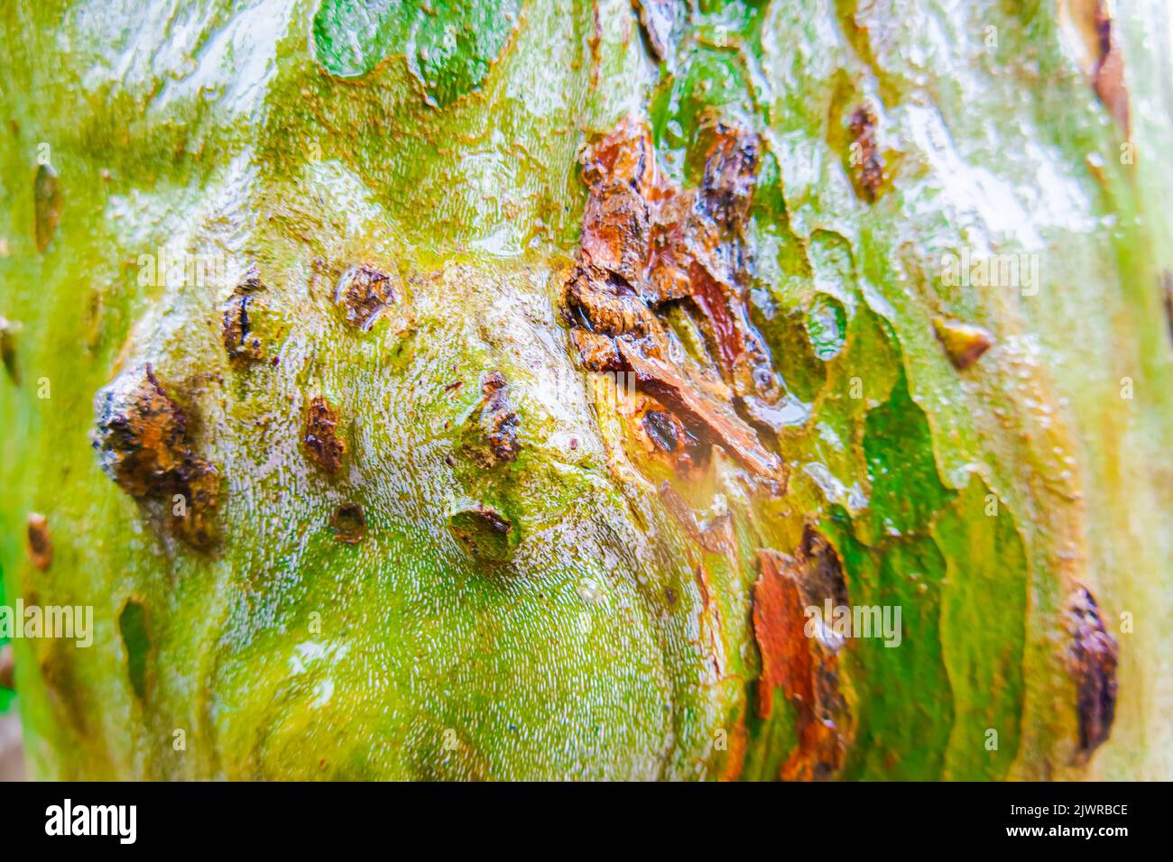 Wet sycamore tree trunk camo patterns Stock Photo - Alamy