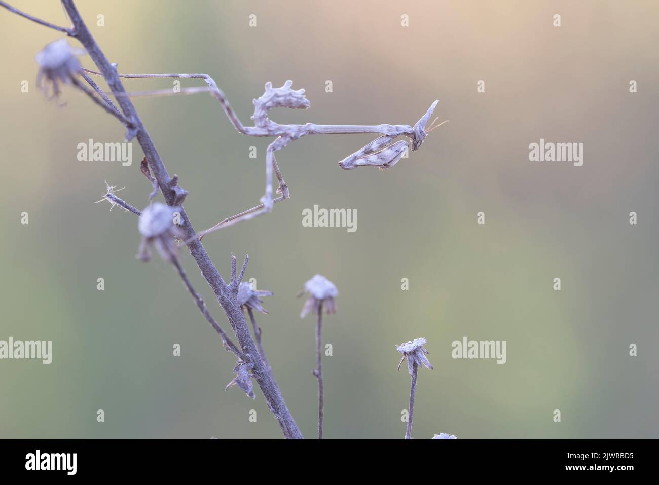 Empusa pennata, or the conehead mantis, is a species of praying mantis ...