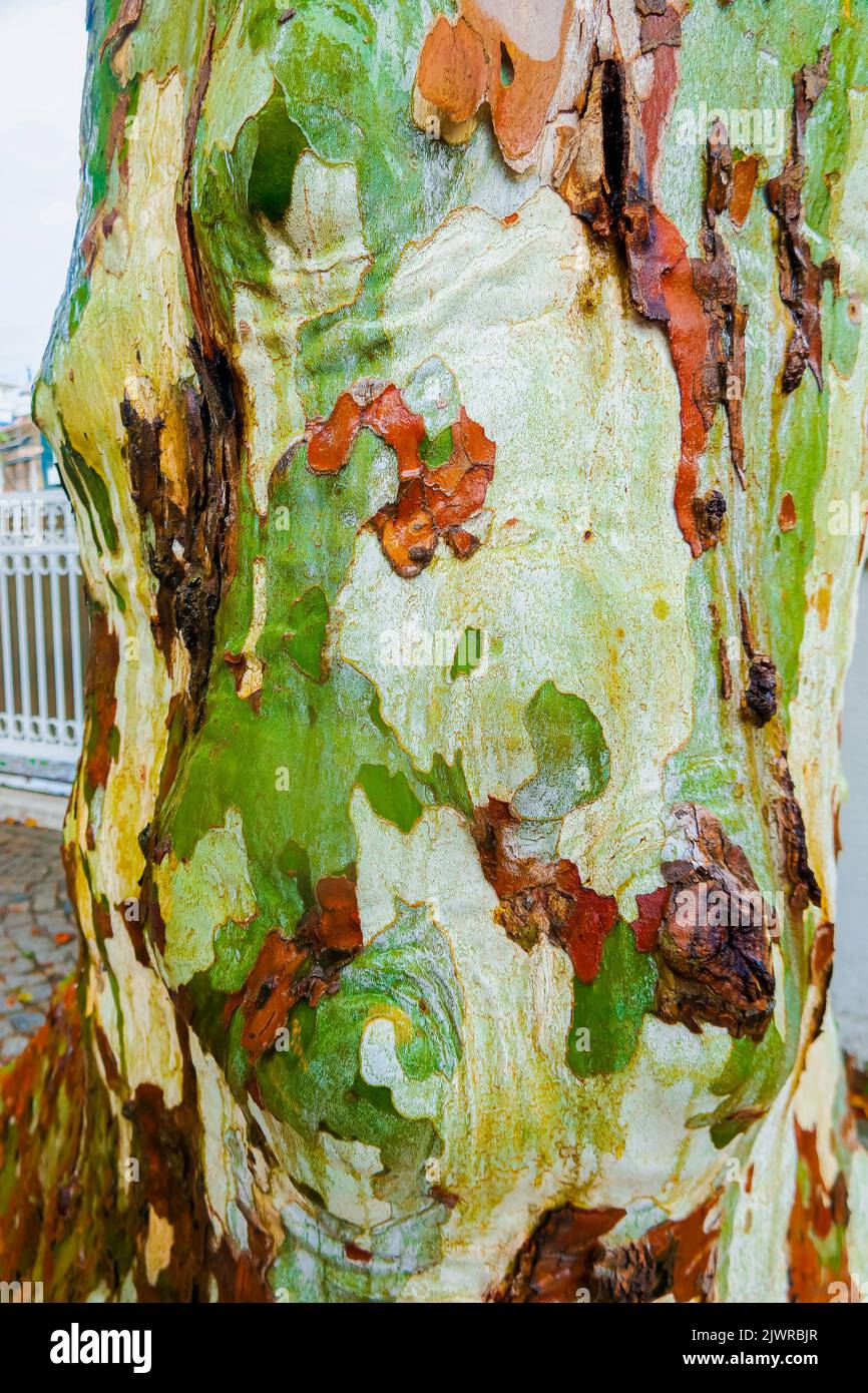 Wet sycamore tree trunk camo patterns Stock Photo - Alamy