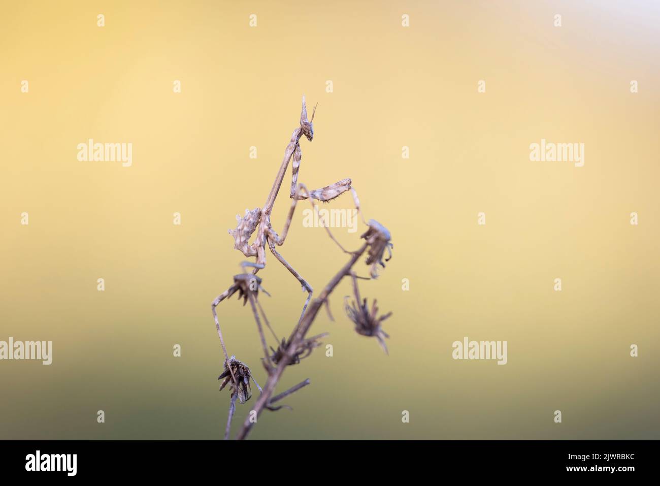 Empusa pennata, or the conehead mantis, is a species of praying mantis ...