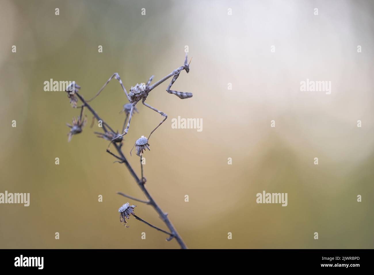 Empusa pennata, or the conehead mantis, is a species of praying mantis ...