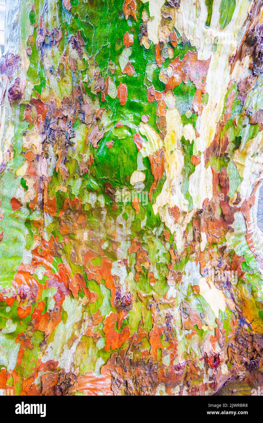 Wet sycamore tree trunk camo patterns Stock Photo - Alamy