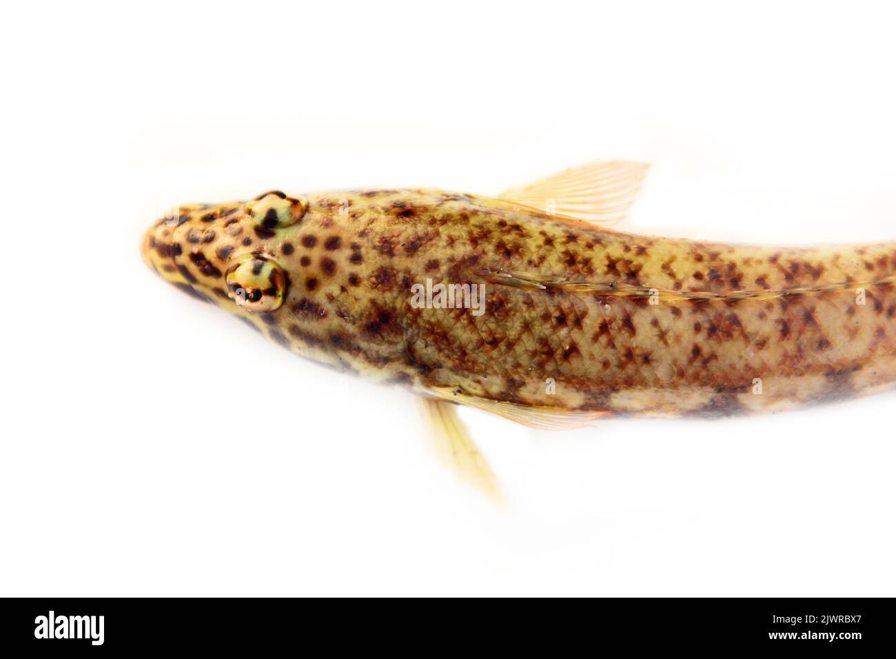 Leopard eating fish hi-res stock photography and images - Alamy