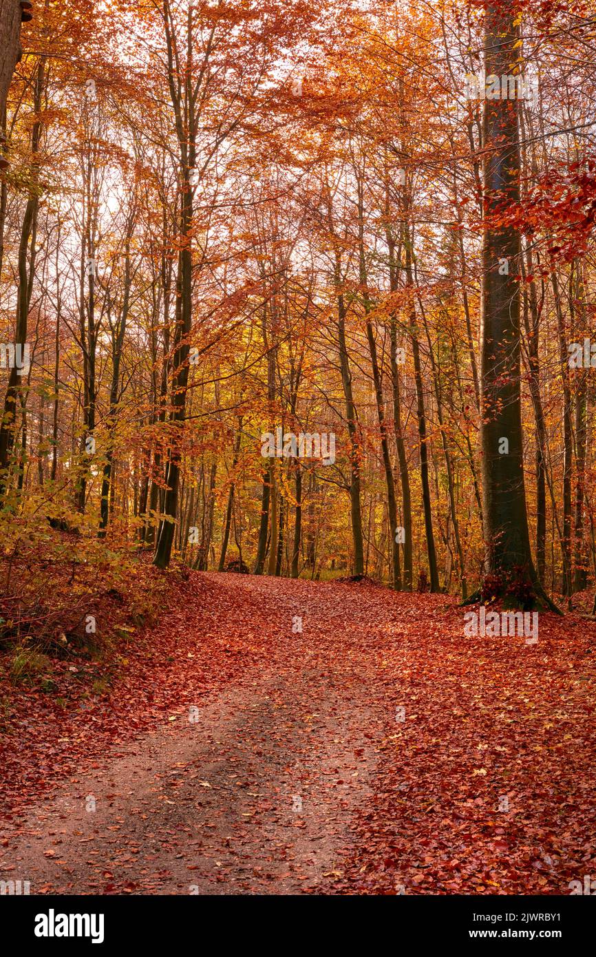 The Tree - token of a type. Tree - universal plant in all types and ...