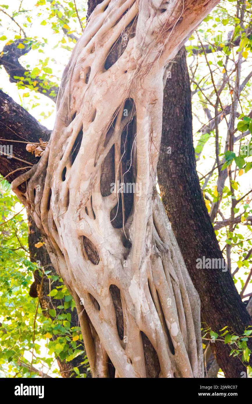 Plant ecology. A powerful old woody vine literally stuck to the tree ...