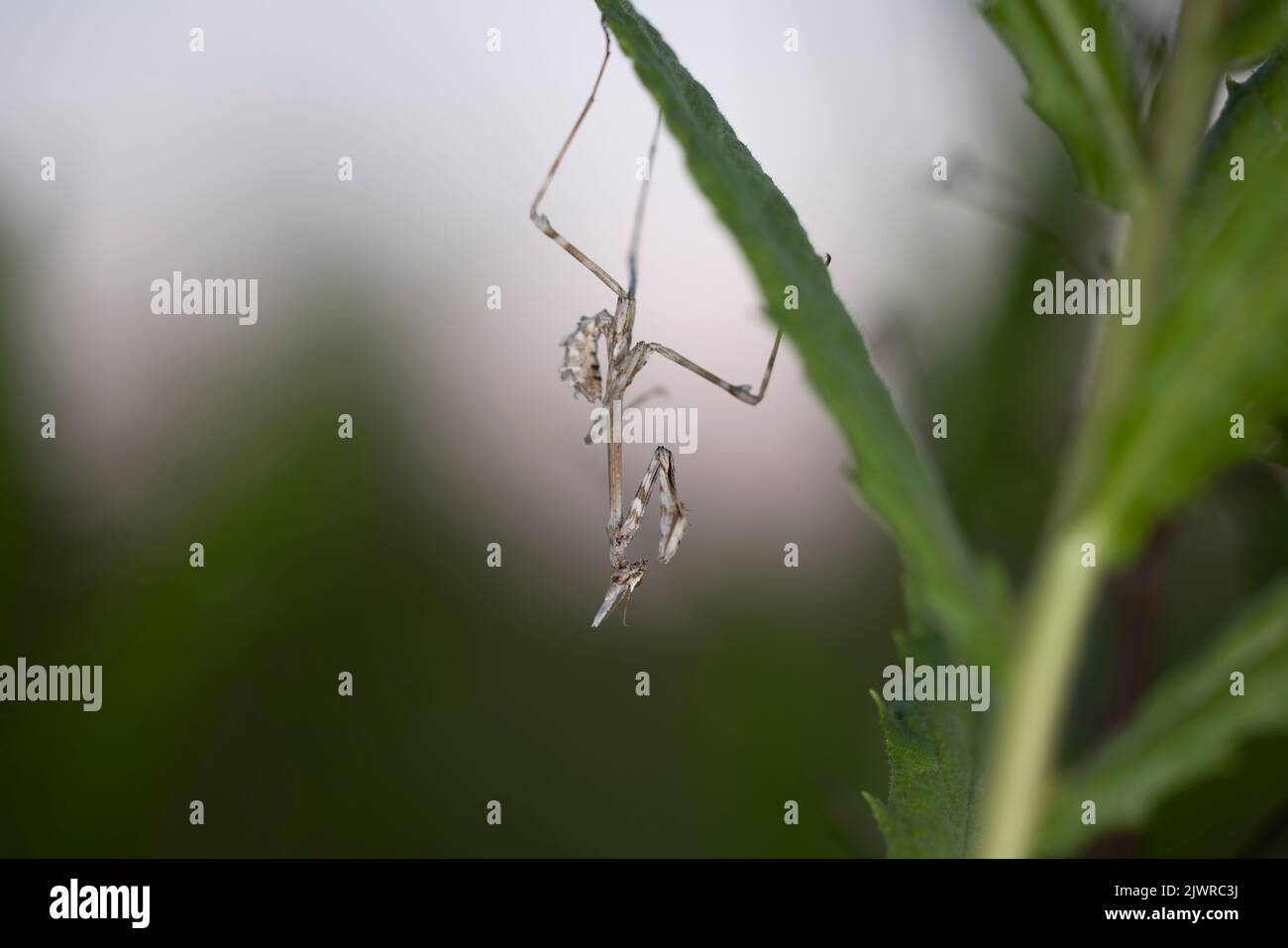 Empusa pennata, or the conehead mantis, is a species of praying mantis ...