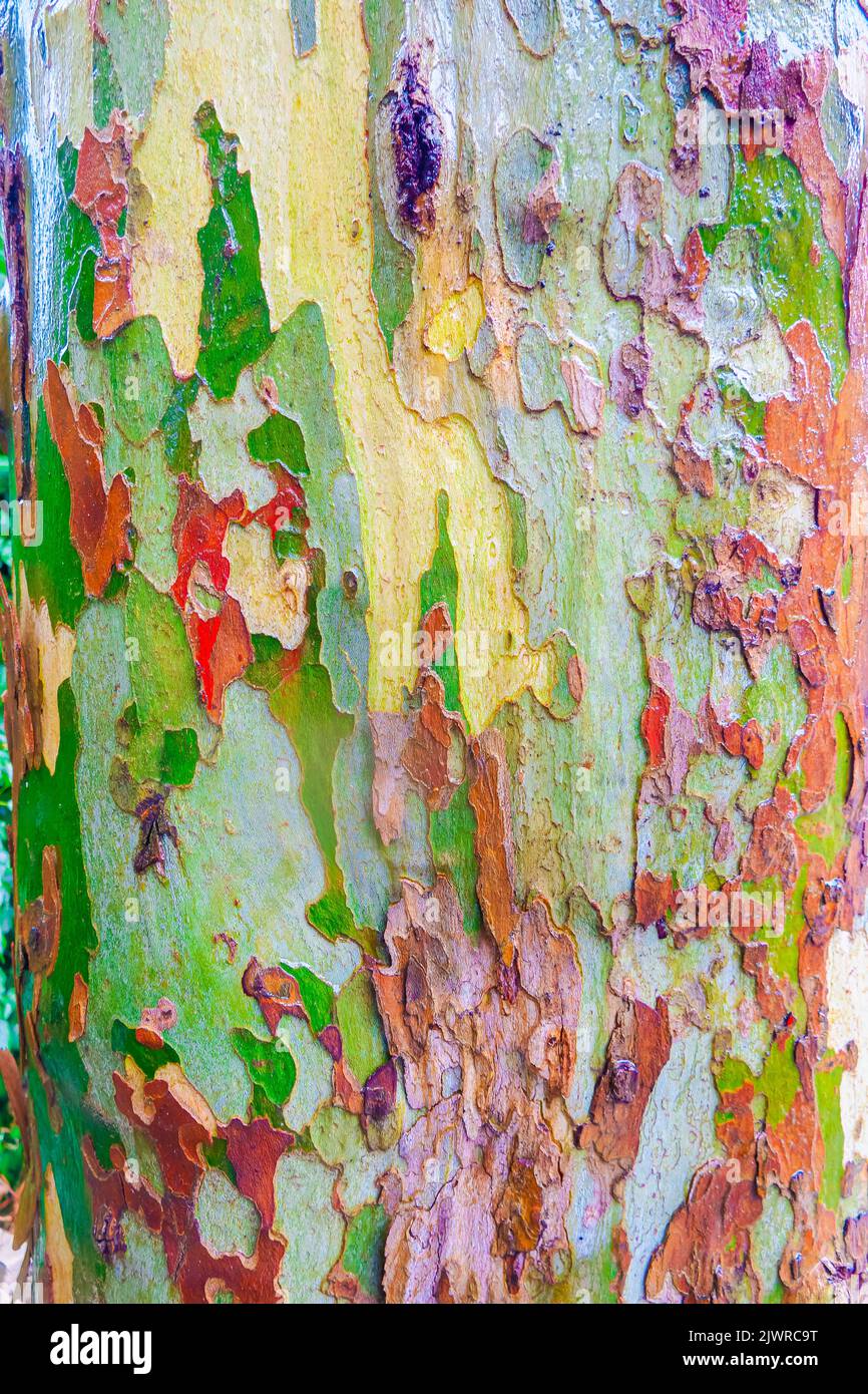 Wet sycamore tree trunk camo patterns Stock Photo - Alamy