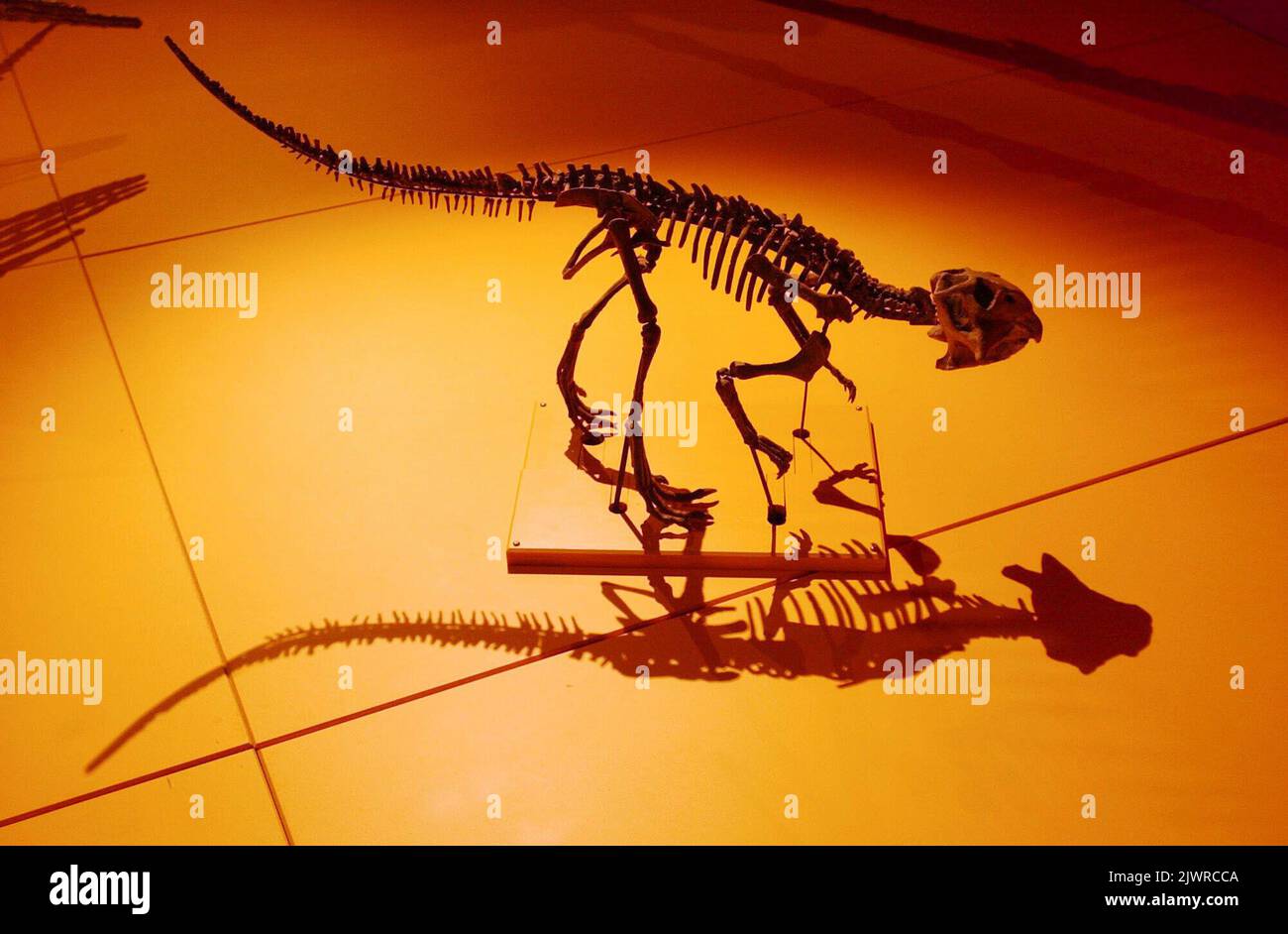 PA PHOTOS/AAP - UK USE ONLY: A Psittacosaurus sinensis dinosaur ...