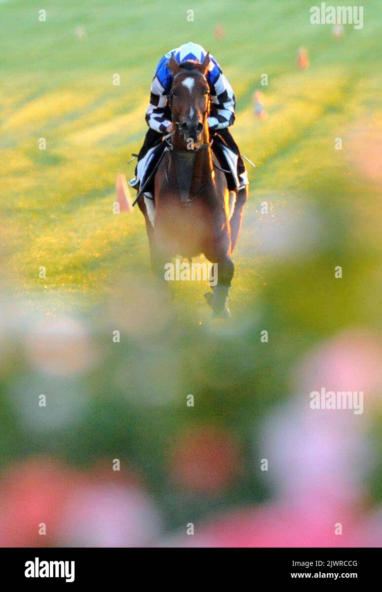 Mawingo is galloped at Flemington Racecourse in Melbourne, Tuesday ...