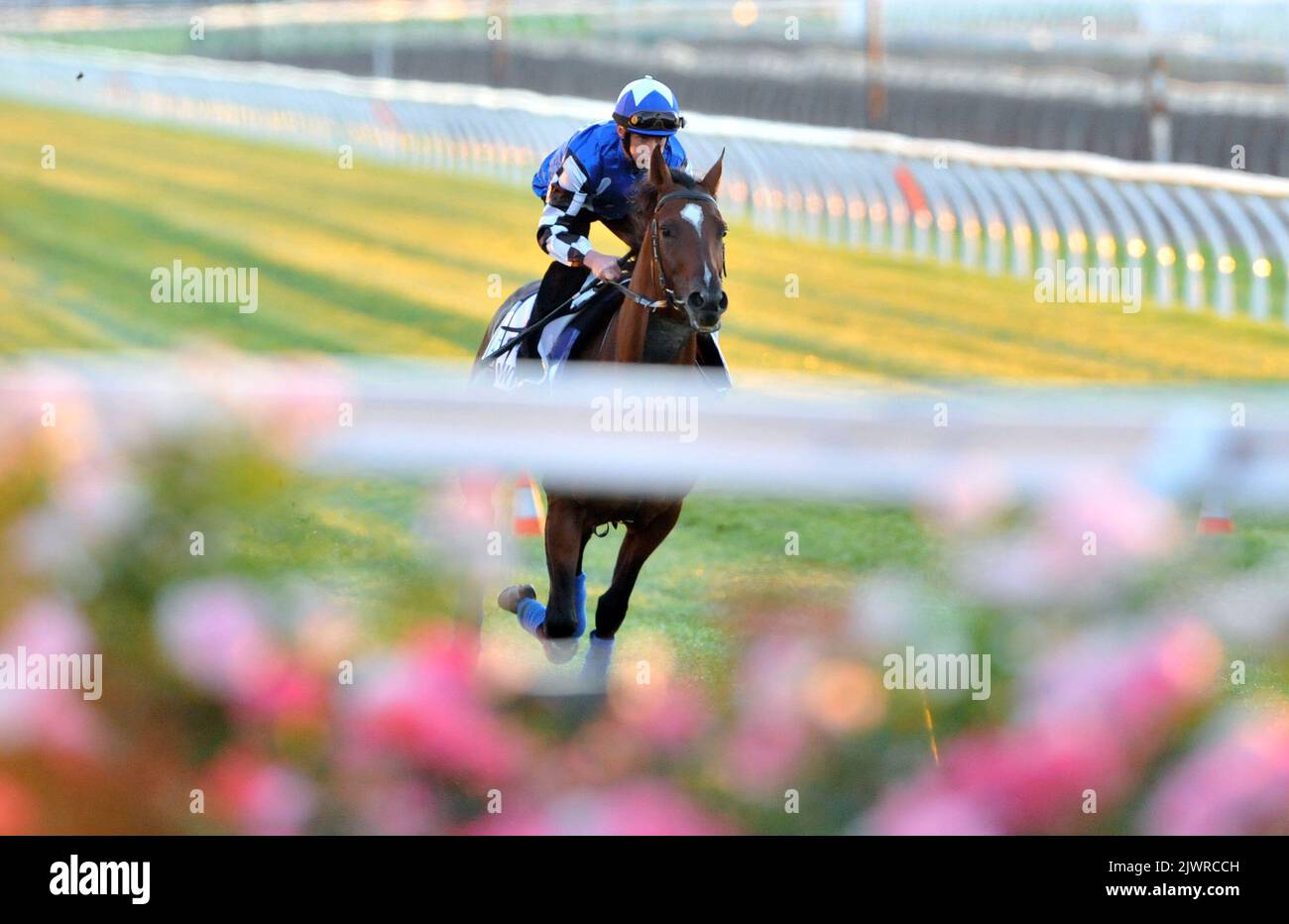 Mawingo is galloped at Flemington Racecourse in Melbourne, Tuesday ...