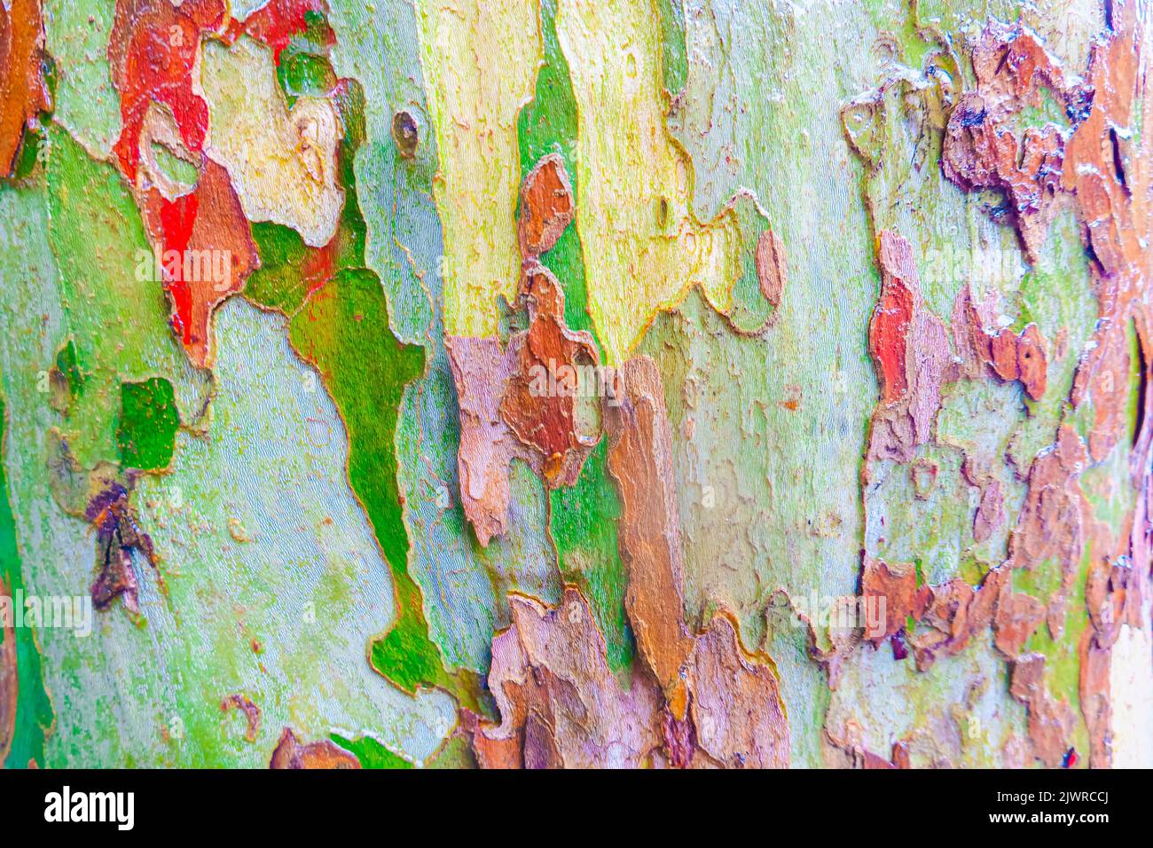 Wet sycamore tree trunk camo patterns Stock Photo - Alamy